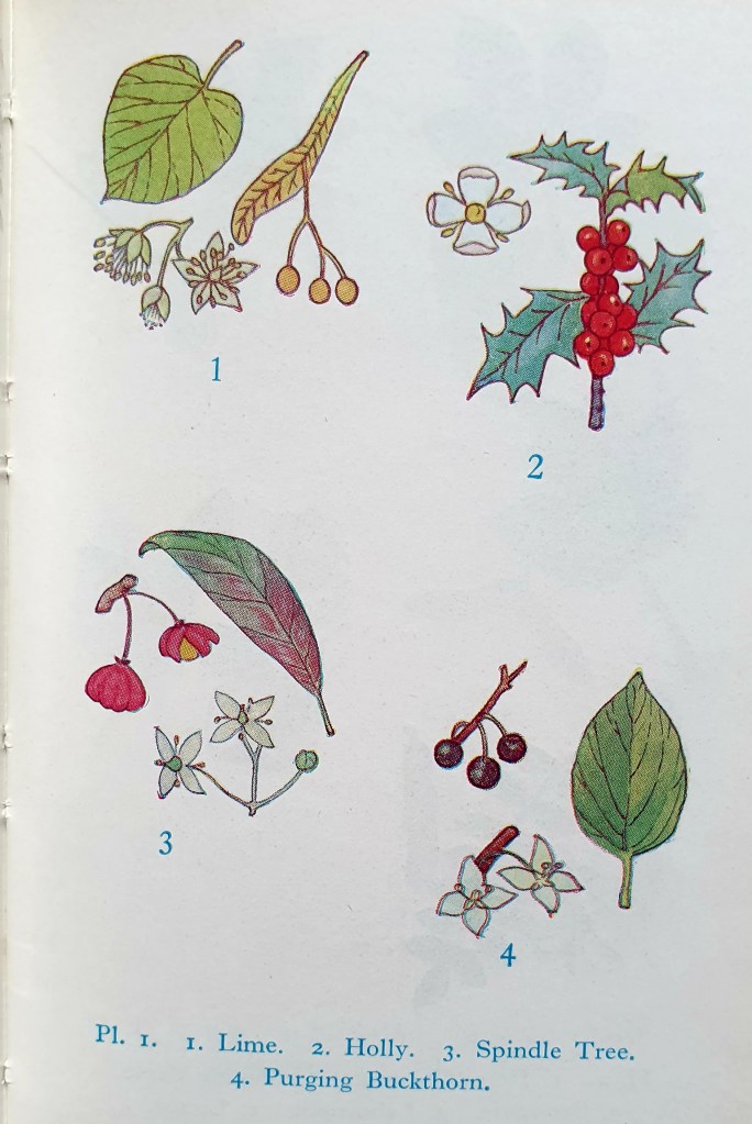 The Observer’s Book of Trees – retroculturati